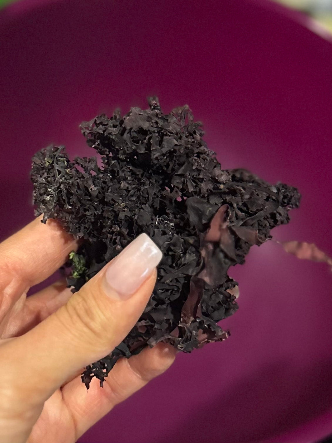Dried Sea Moss – Bianca Loves